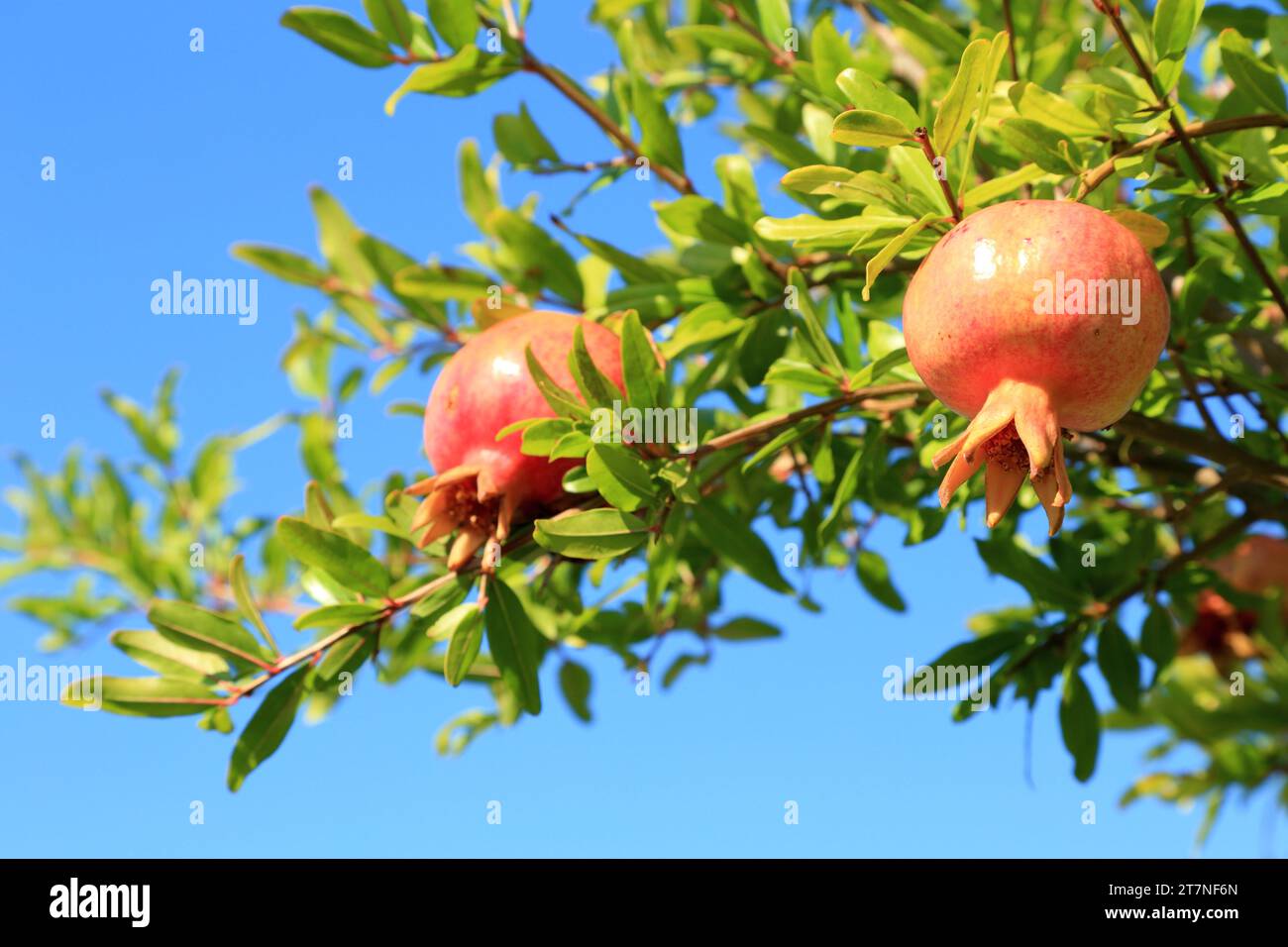 Melograno hi-res stock photography and images - Alamy