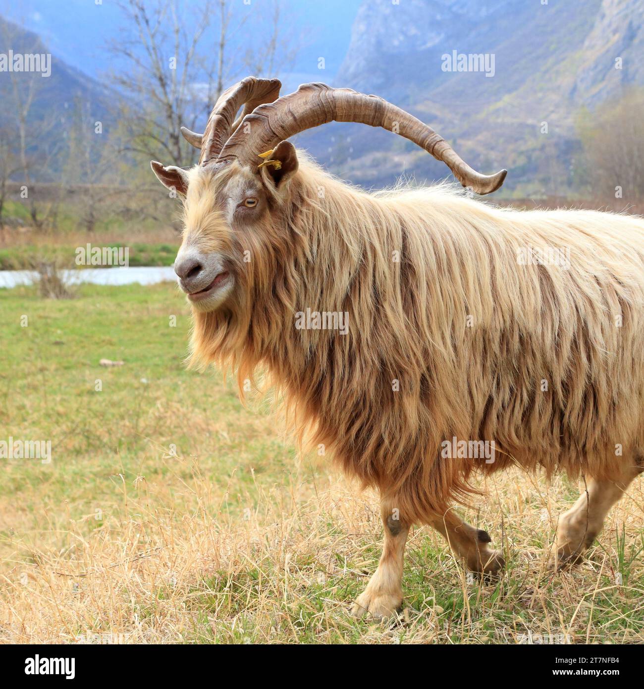 Male goat hi-res stock photography and images - Alamy