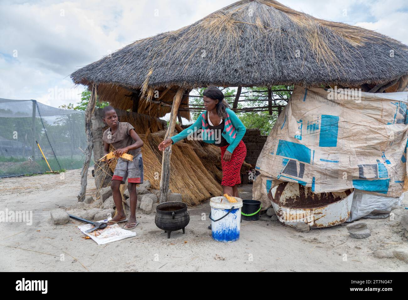 mother and young boy with an axe cutting mokolwane palm tree to boil ...