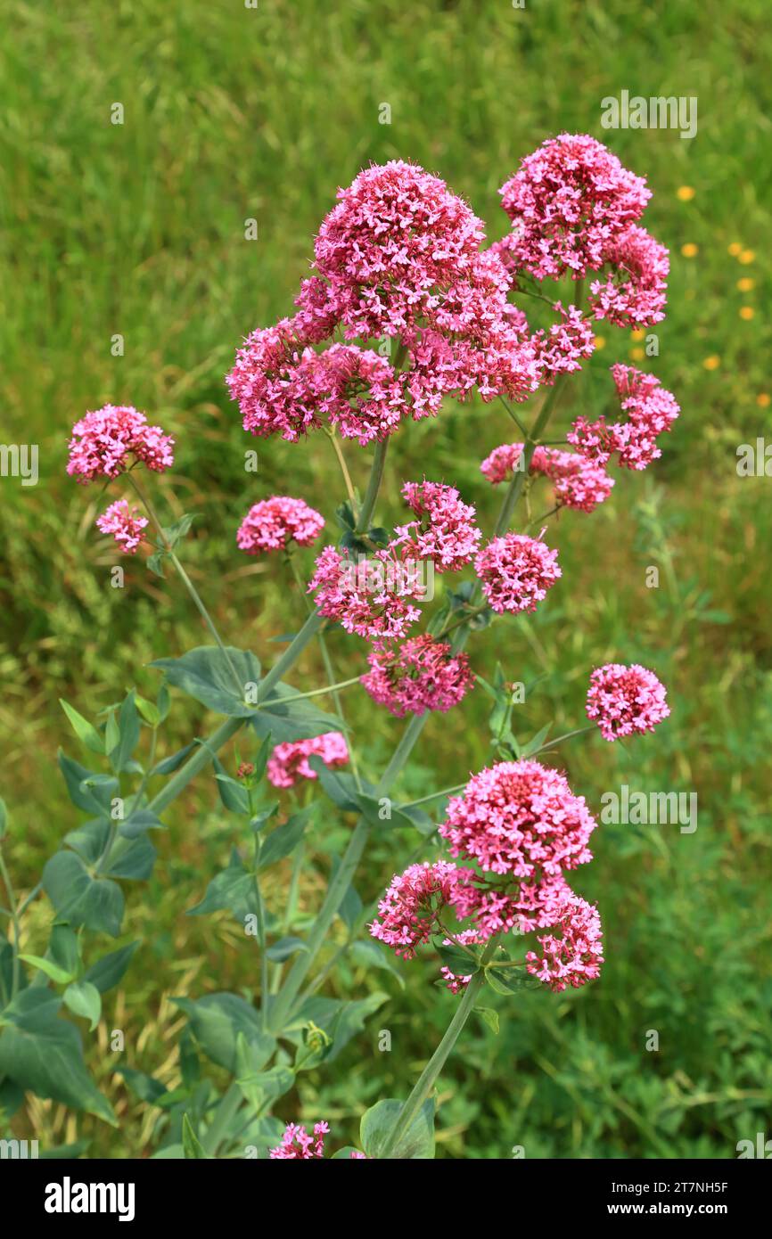 Centranthus ruber hi-res stock photography and images - Alamy