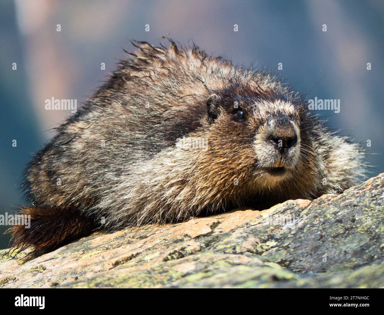 Marmot peering hi-res stock photography and images - Alamy