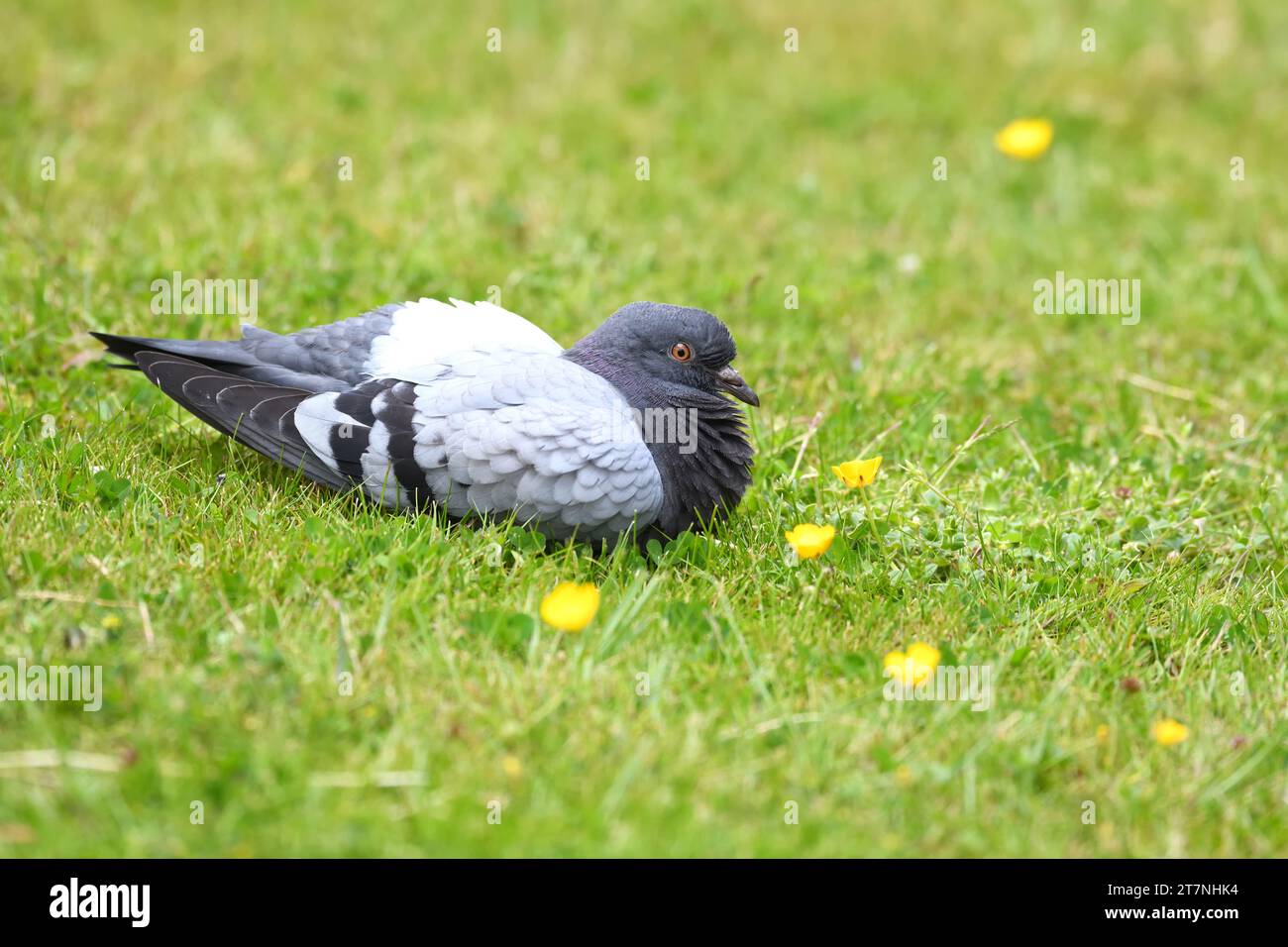 A feral pigeon laying/resting on grass after eating Stock Photo - Alamy