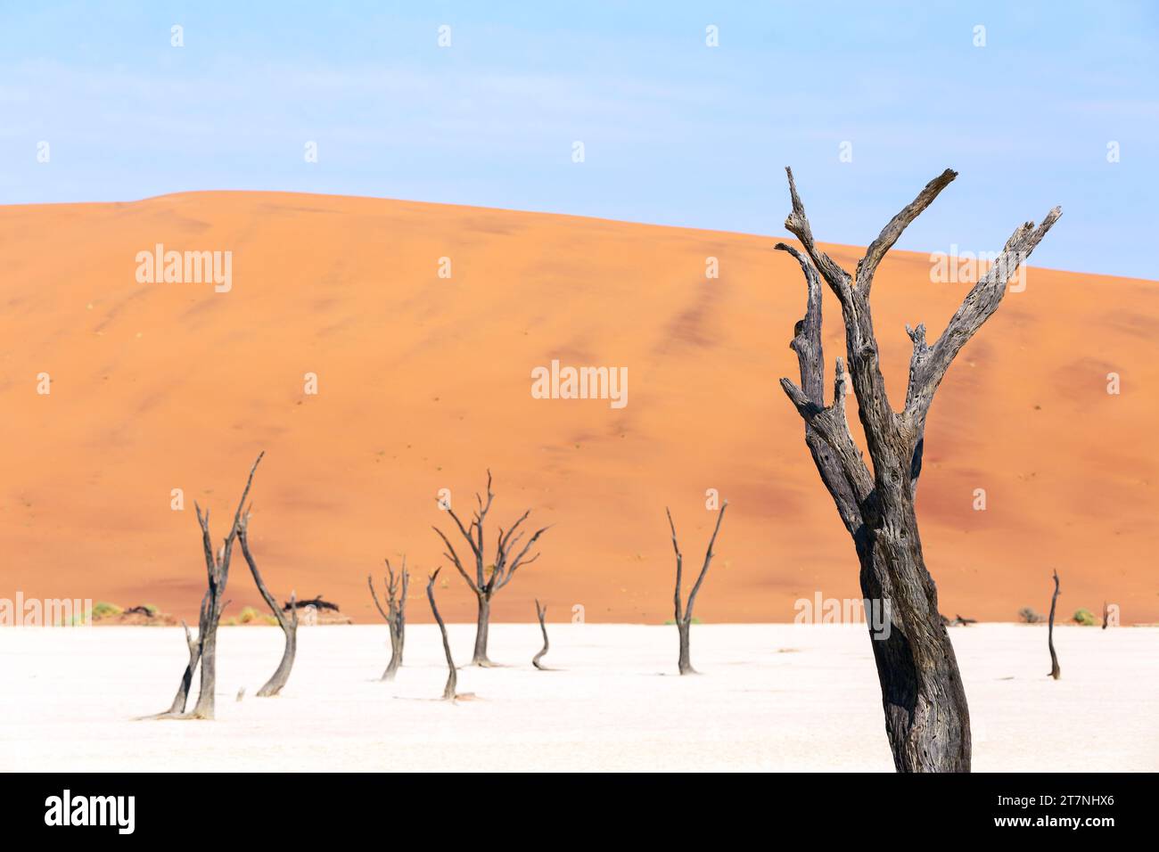 Dead tree in Namibian desert Stock Photo - Alamy