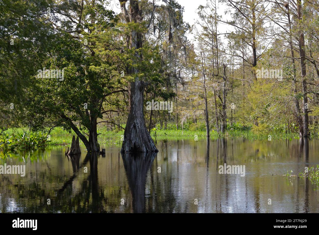 Trees and vegetation growing in the swamp conditions of the Florida ...
