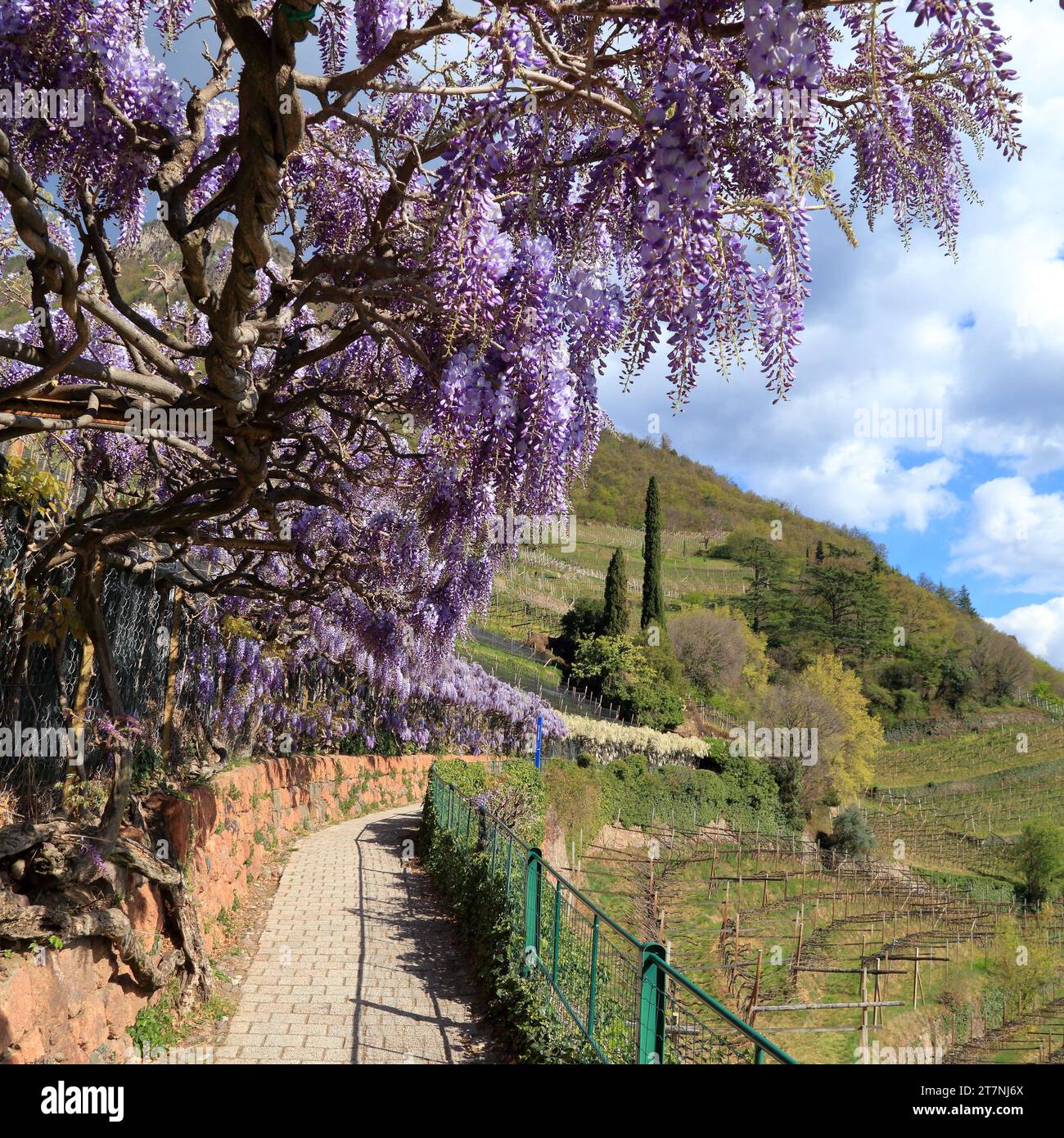 Trauben terrassen hi-res stock photography and images - Alamy
