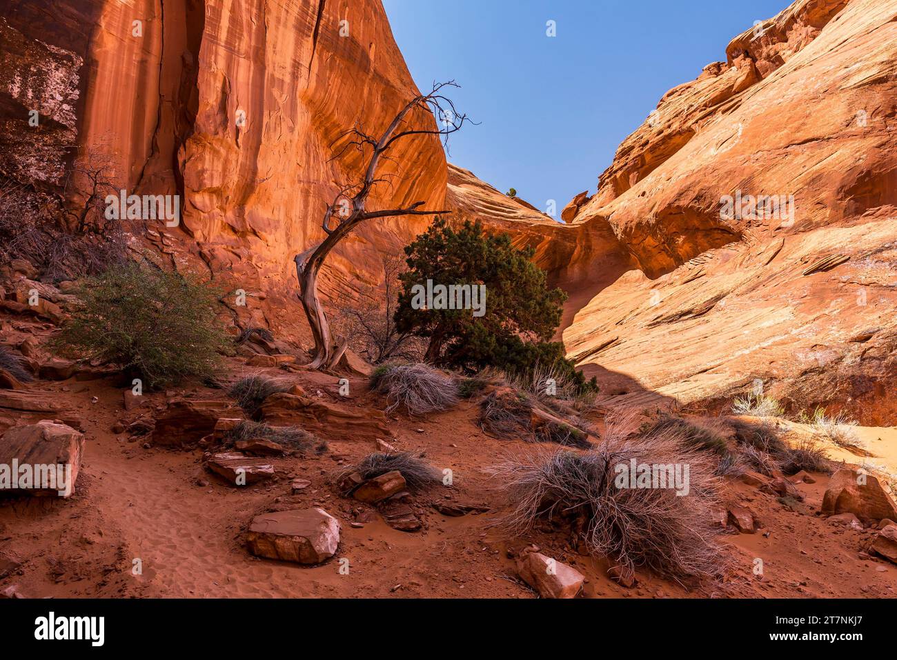 Vegetation adjacent to the Ear of the Wind arch in Monument Valley ...