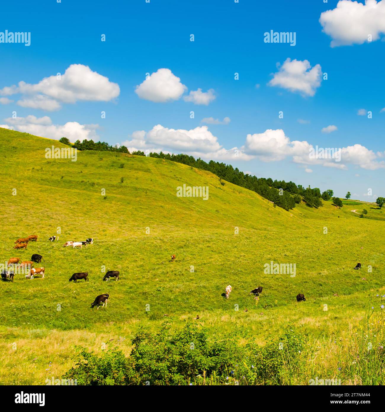 A hilly field with grazing cows hi-res stock photography and images - Alamy