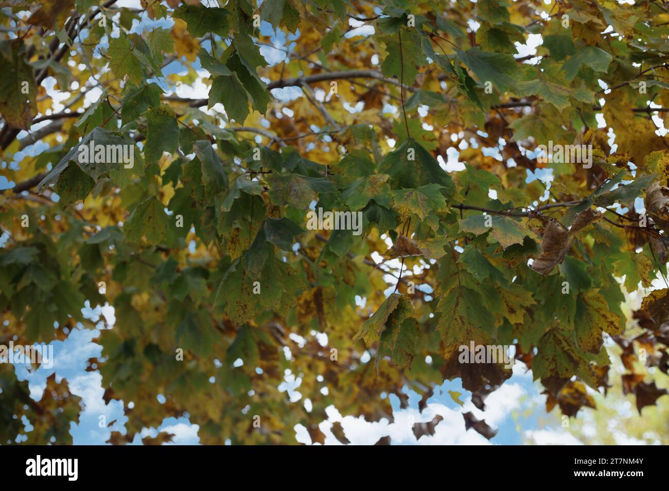 Close up of branches of a Maple tree with leaves turing from green to ...