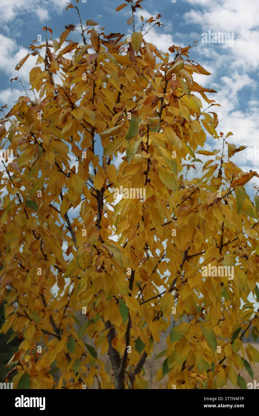 A dwarf Ranier Cherry Tree with leaves turning from green to yellow in ...