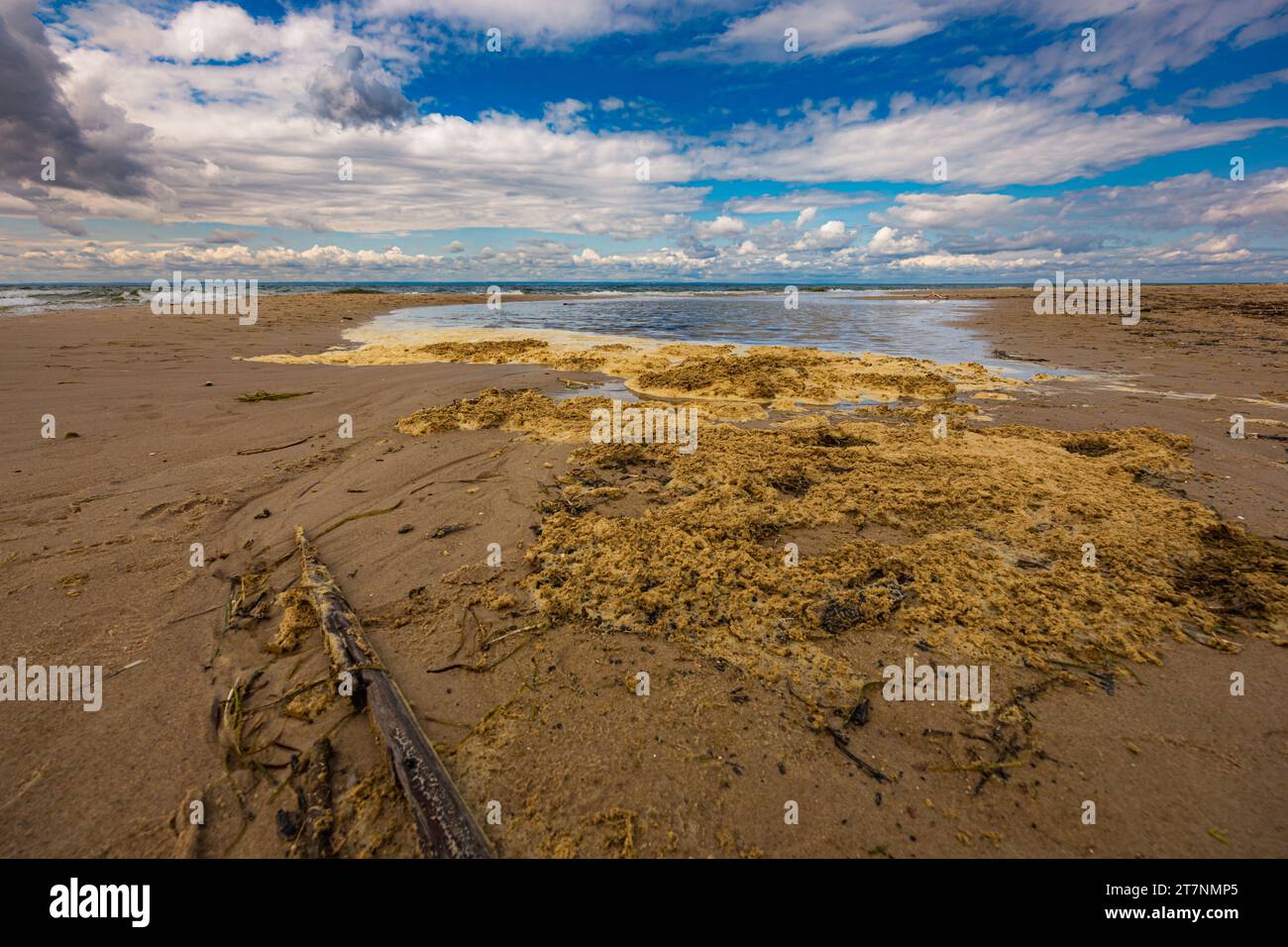 Beautiful landscape with dirty water foam and sand next to puddle in ...