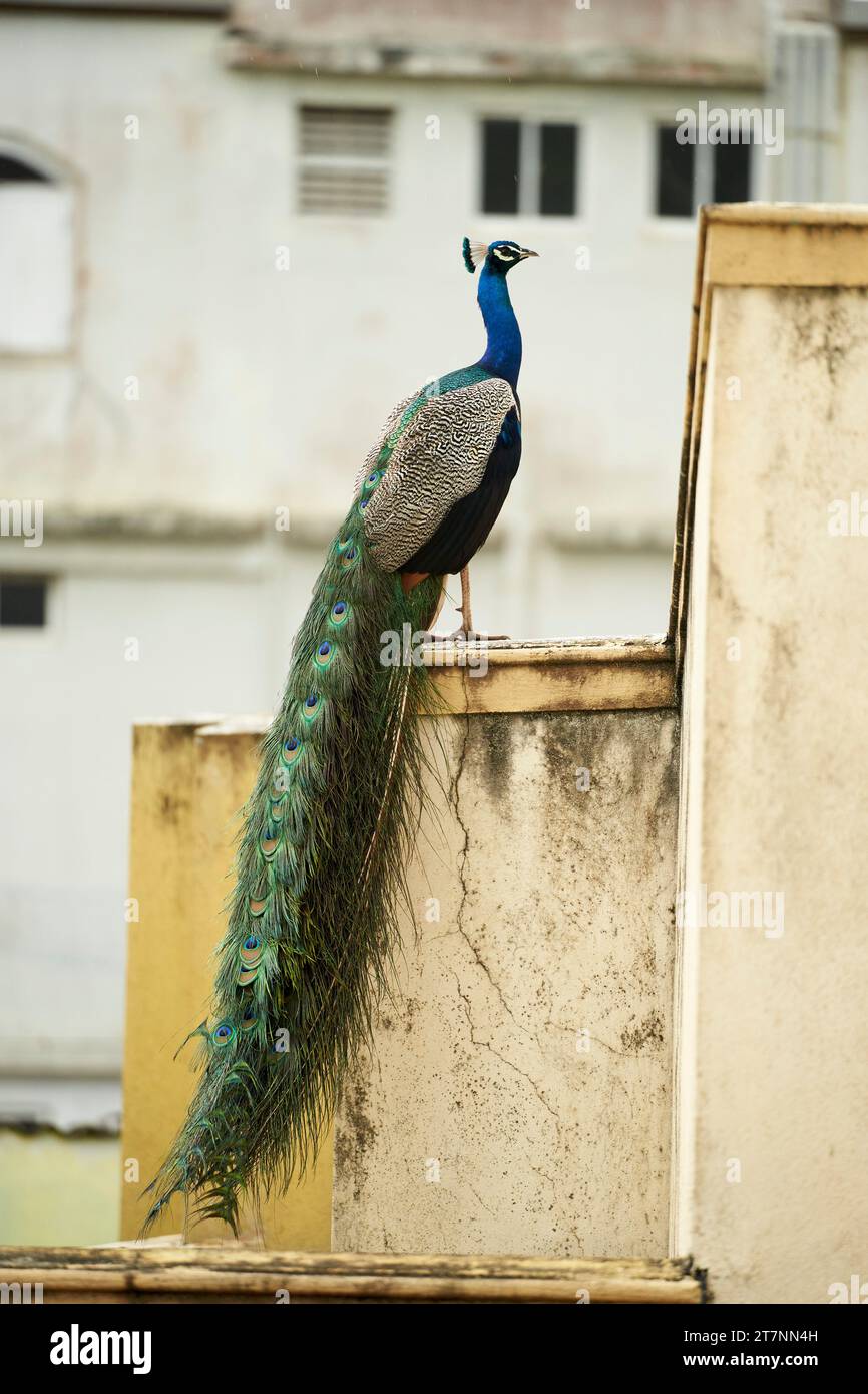 Majestic peacock stands atop rustic wall, showcasing iridescent plumage. Exotic bird displays ...