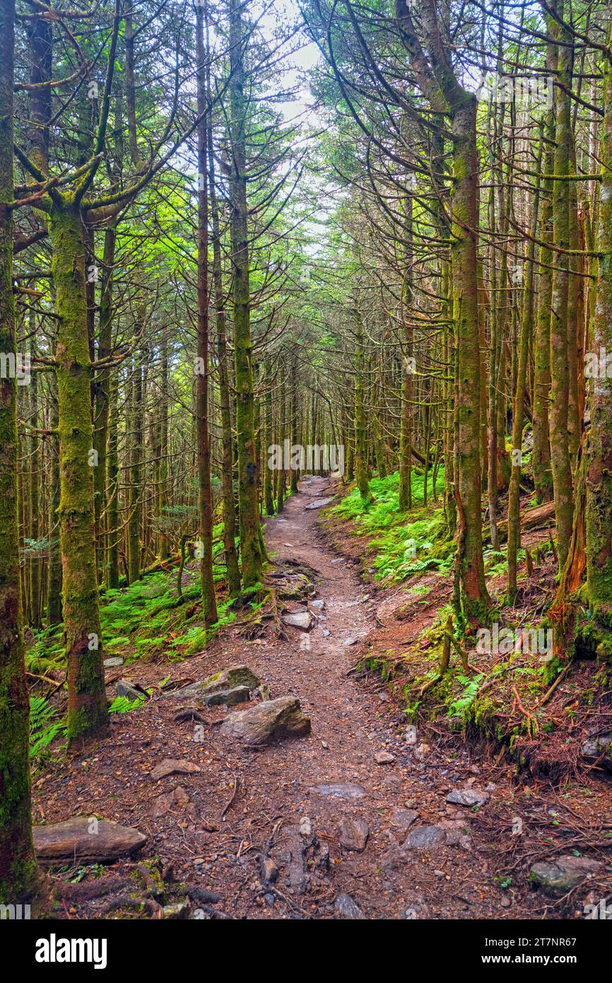 Footpath through appalachian trail hi-res stock photography and images ...