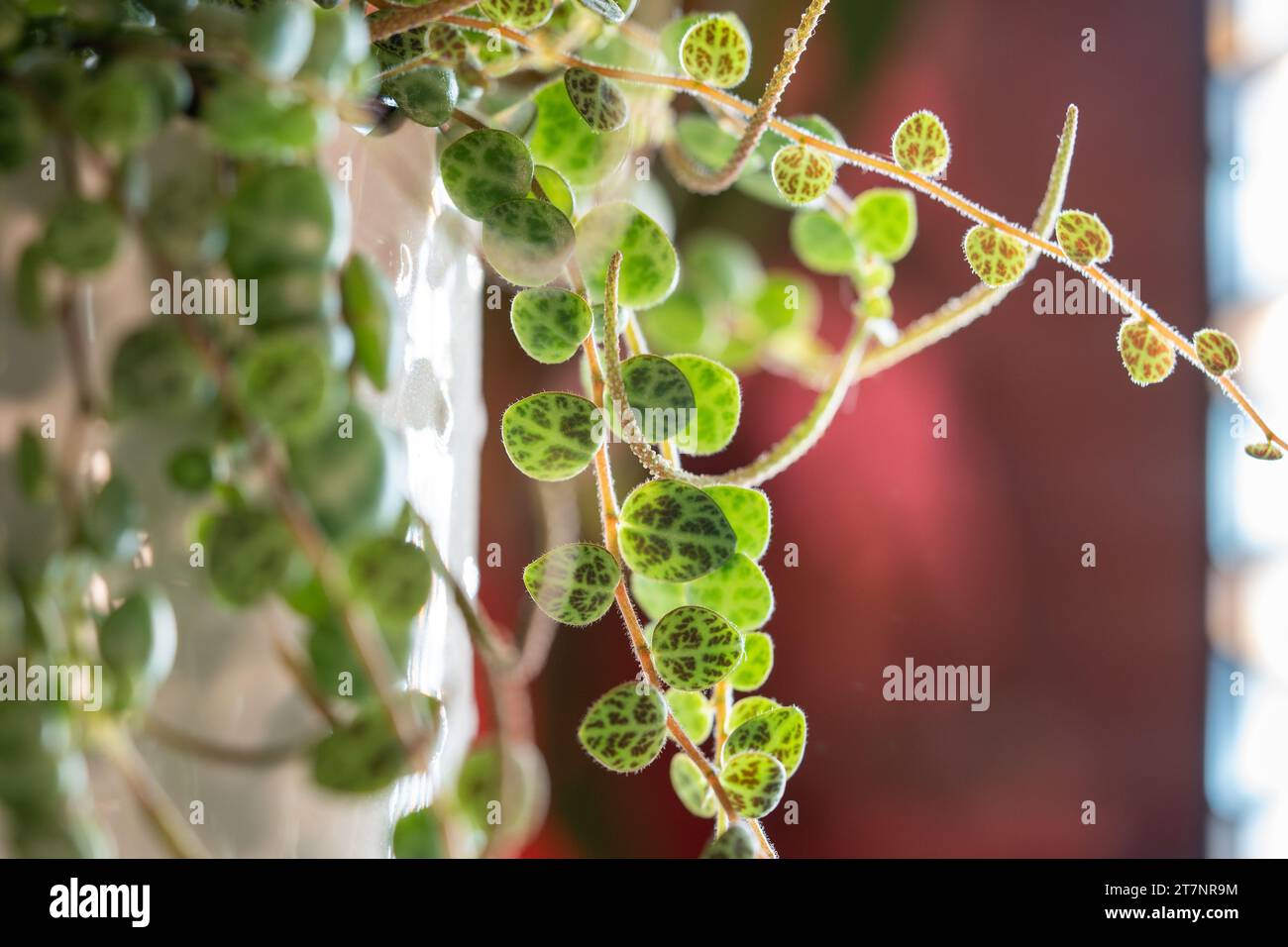 String of turtles flower hi-res stock photography and images - Alamy