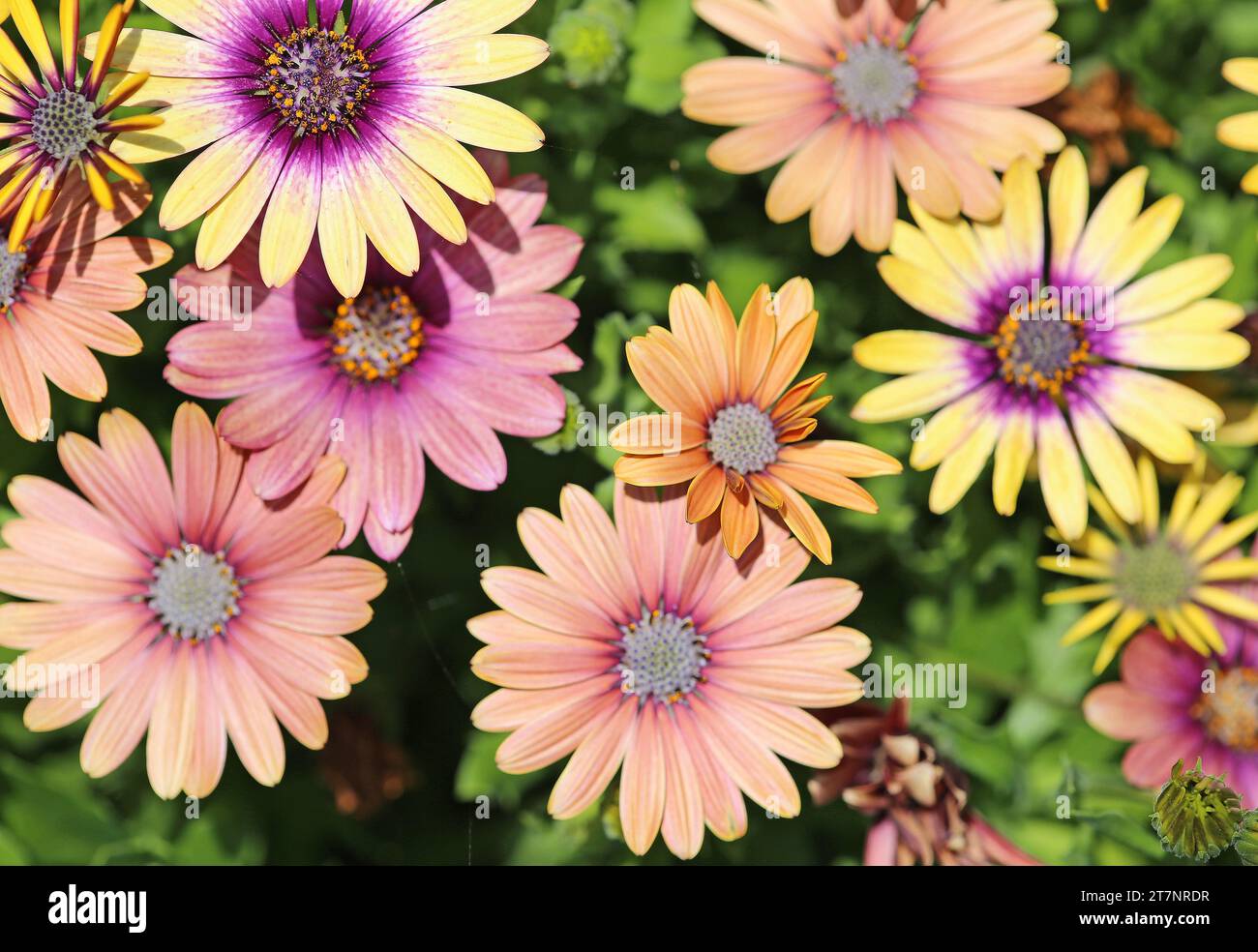 African daisy bloom hi-res stock photography and images - Alamy