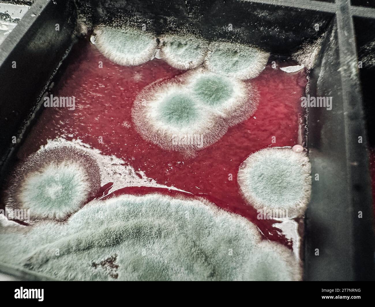 Moldy jelly hi-res stock photography and images - Alamy