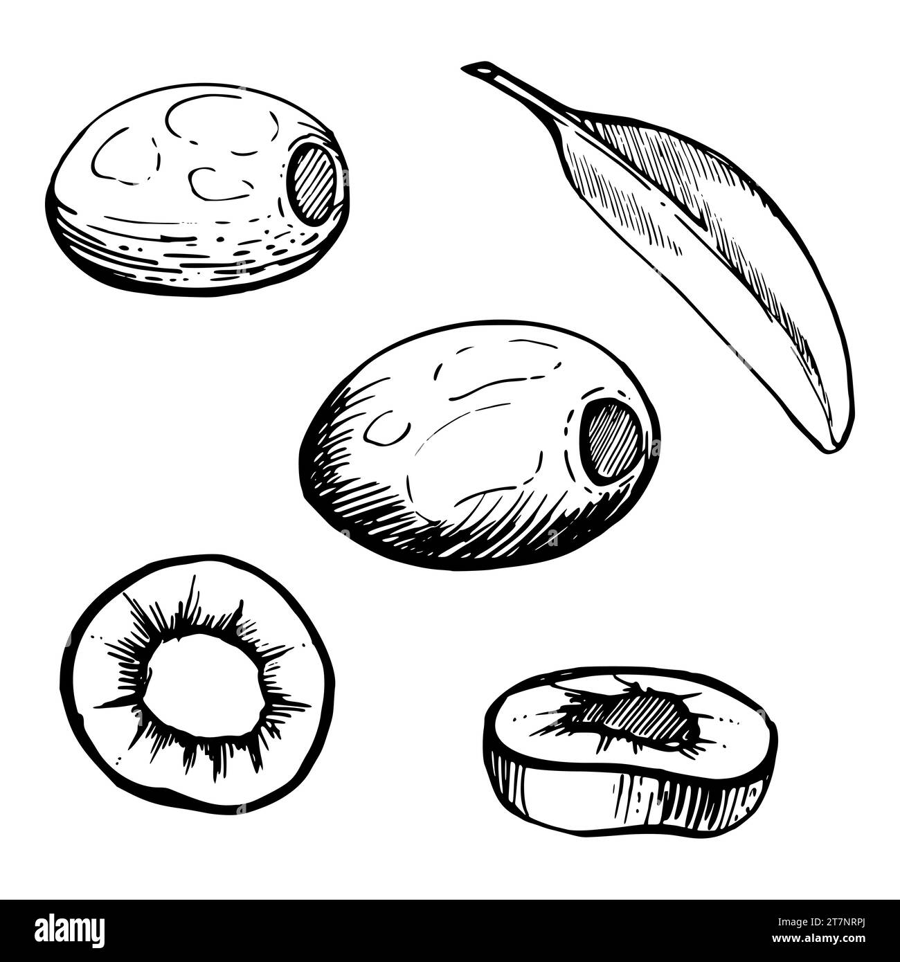 Hand drawn vector ink illustration. Olive vegetable leaf, full and ...