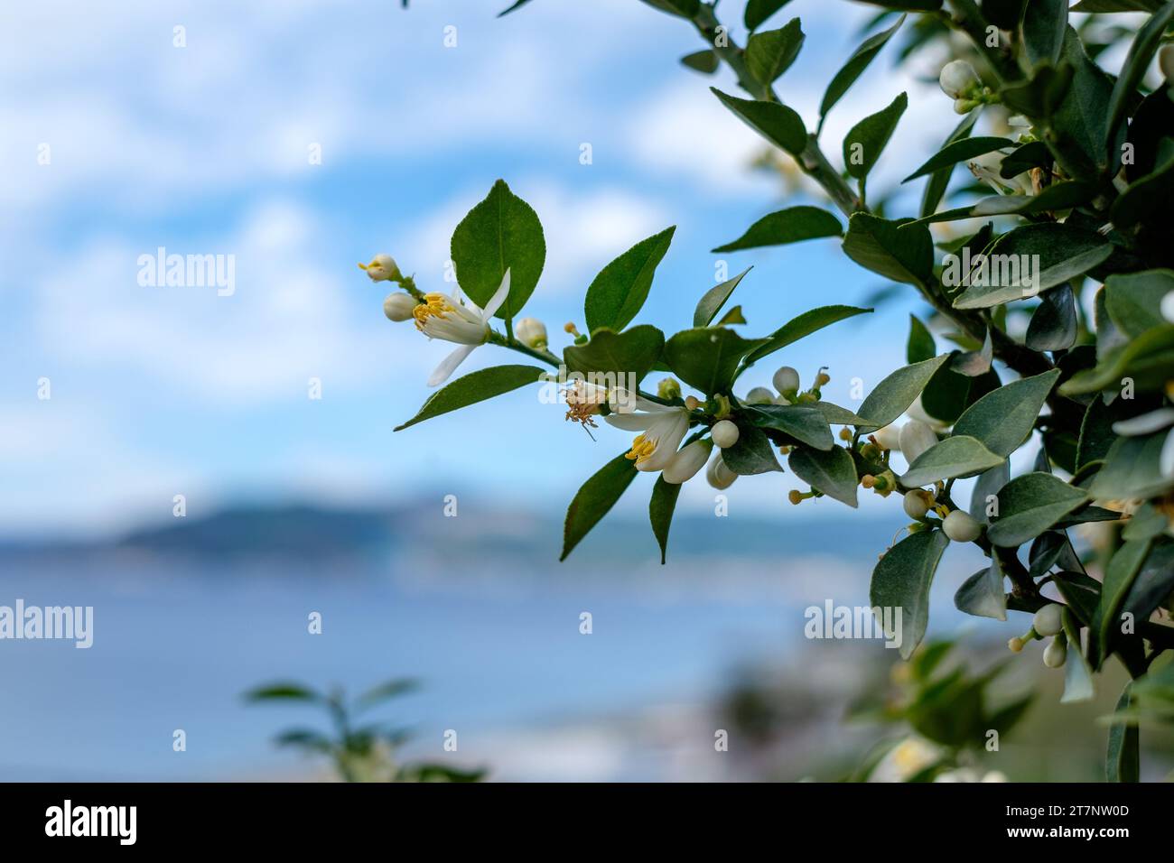 Orange blossom absolute hi-res stock photography and images - Alamy