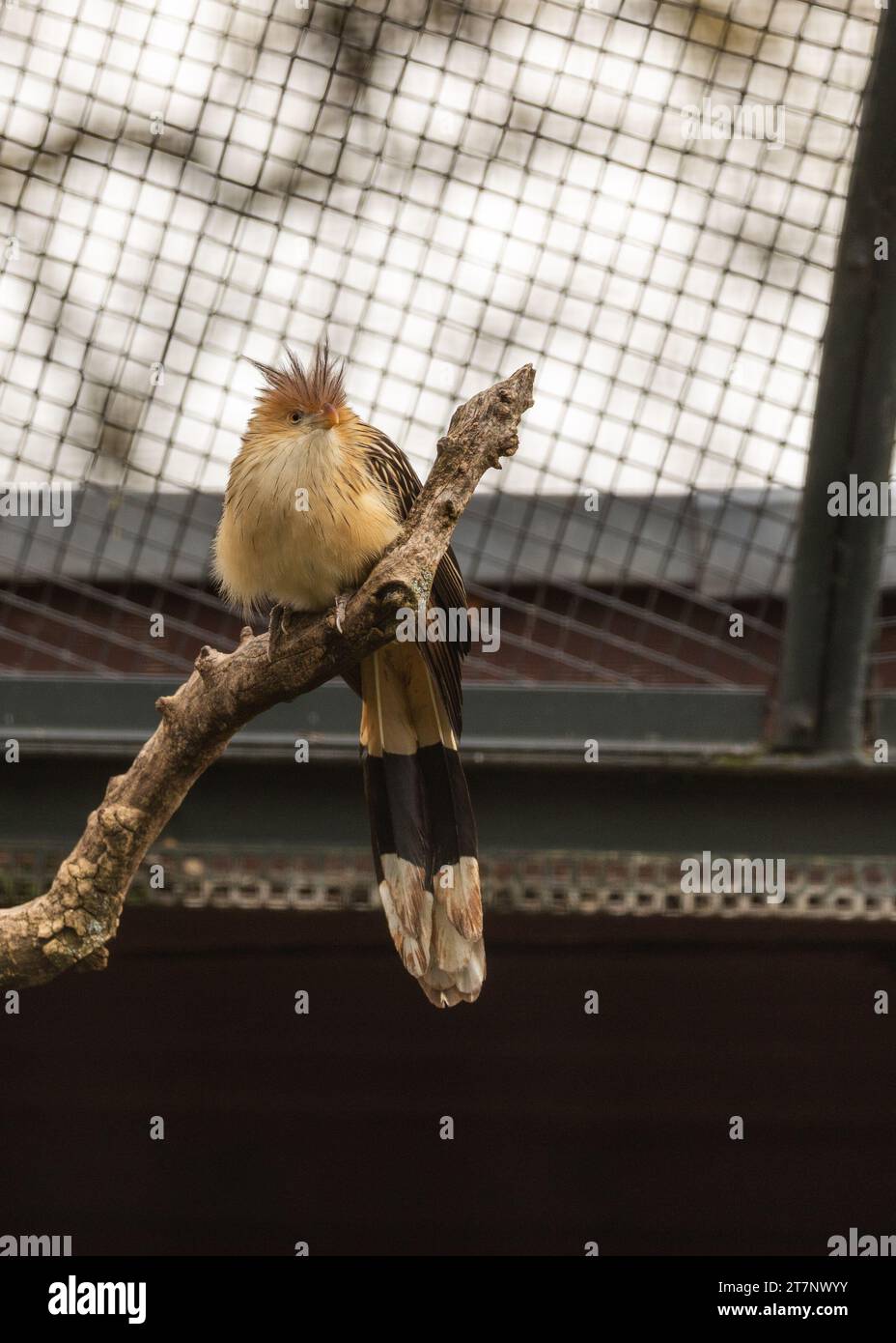 South American Guira Cuckoo captured in its native habitat, showcasing ...