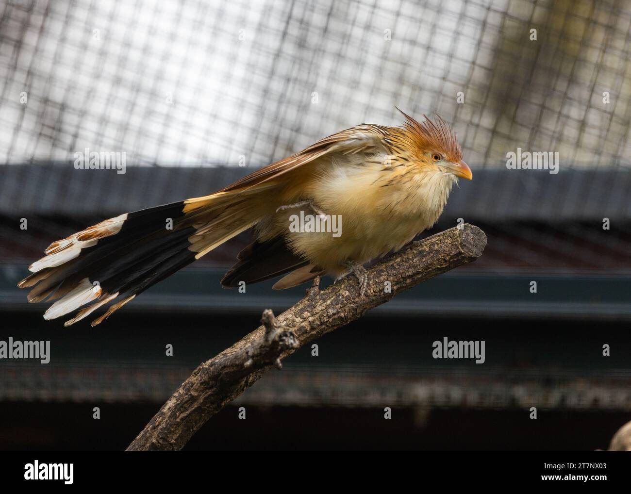 South American Guira Cuckoo captured in its native habitat, showcasing ...