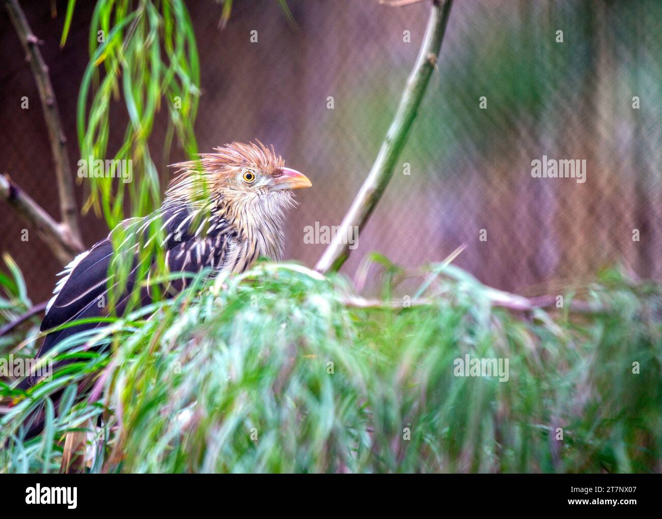 South American Guira Cuckoo captured in its native habitat, showcasing ...