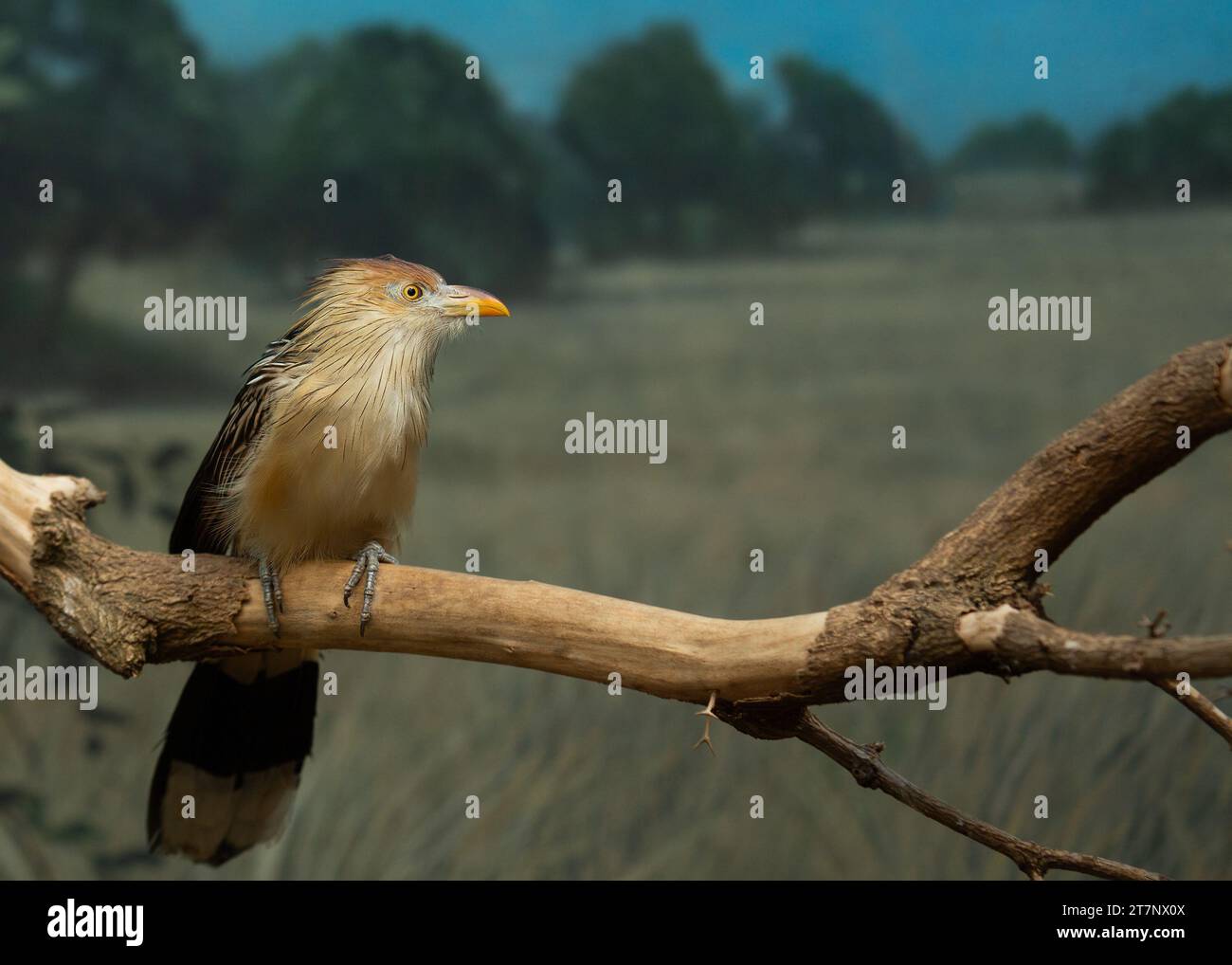 South American Guira Cuckoo captured in its native habitat, showcasing ...