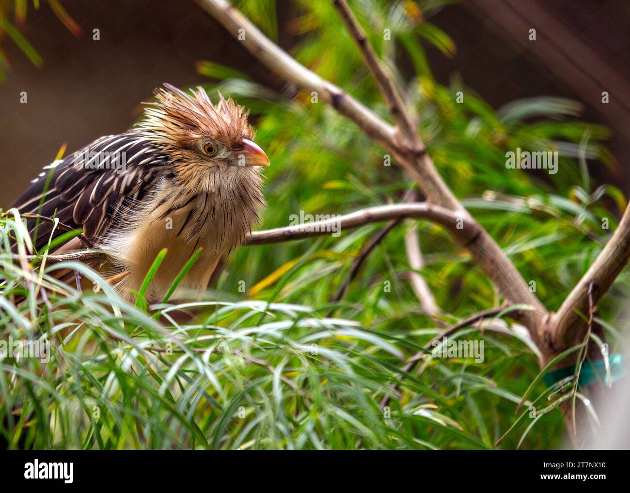 South American Guira Cuckoo captured in its native habitat, showcasing ...
