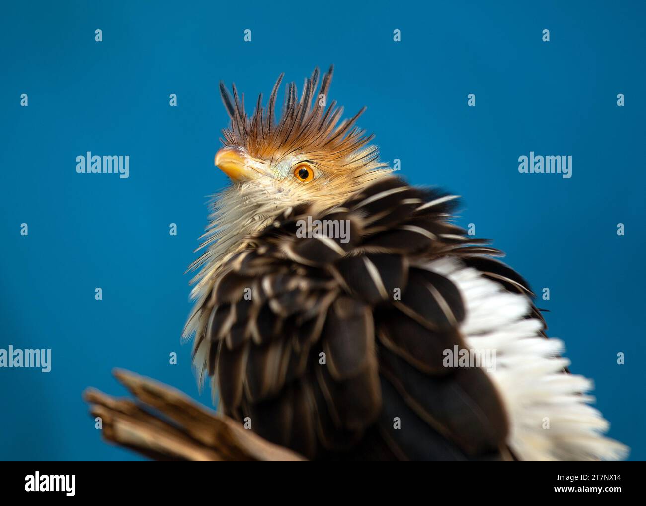 South American Guira Cuckoo captured in its native habitat, showcasing ...