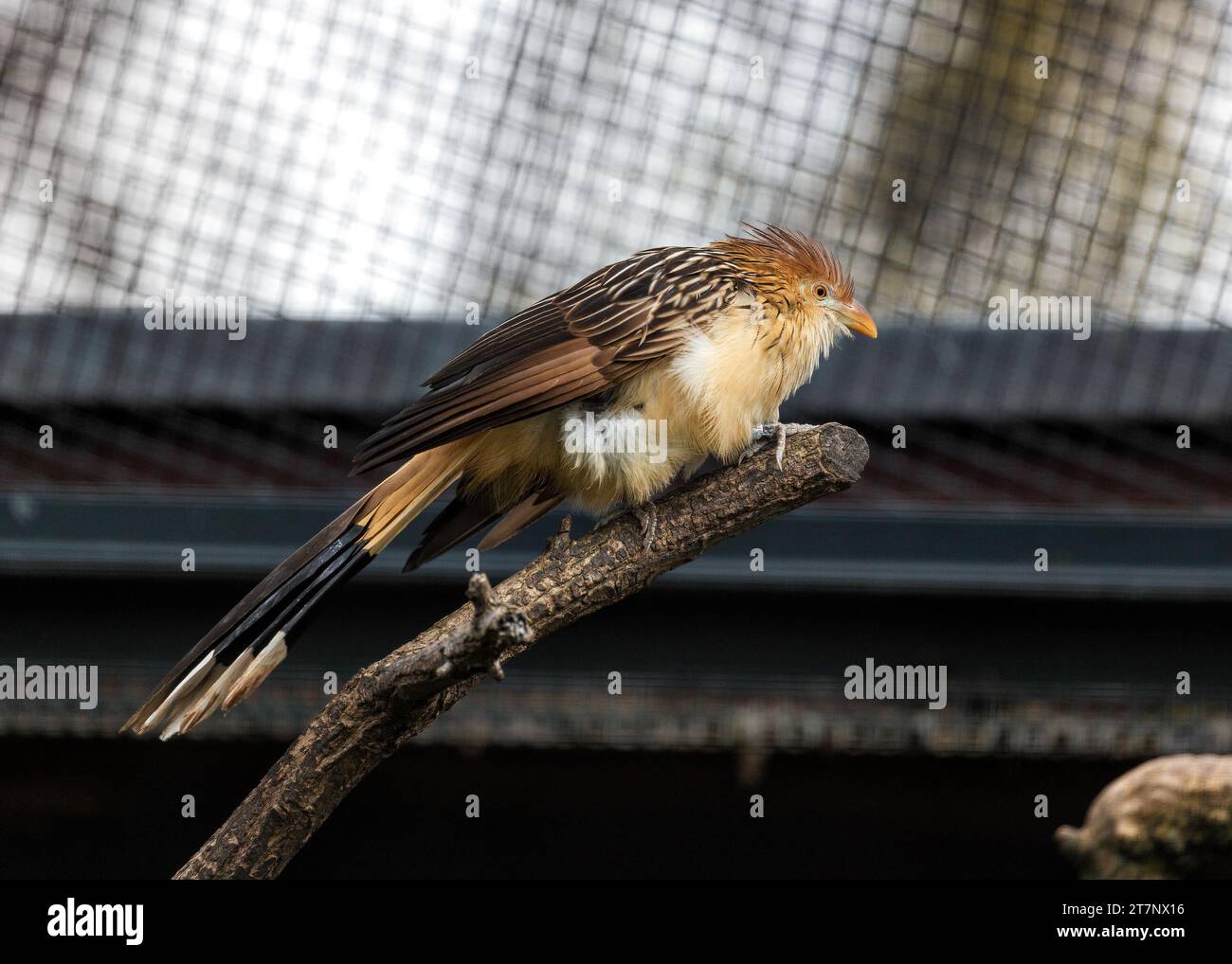 South American Guira Cuckoo captured in its native habitat, showcasing ...
