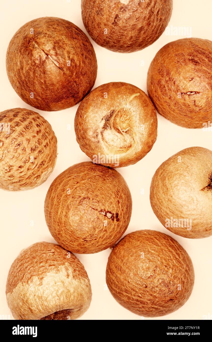 Areca catechu 'Betel Nut' 'Areca Nut' Stock Photo - Alamy