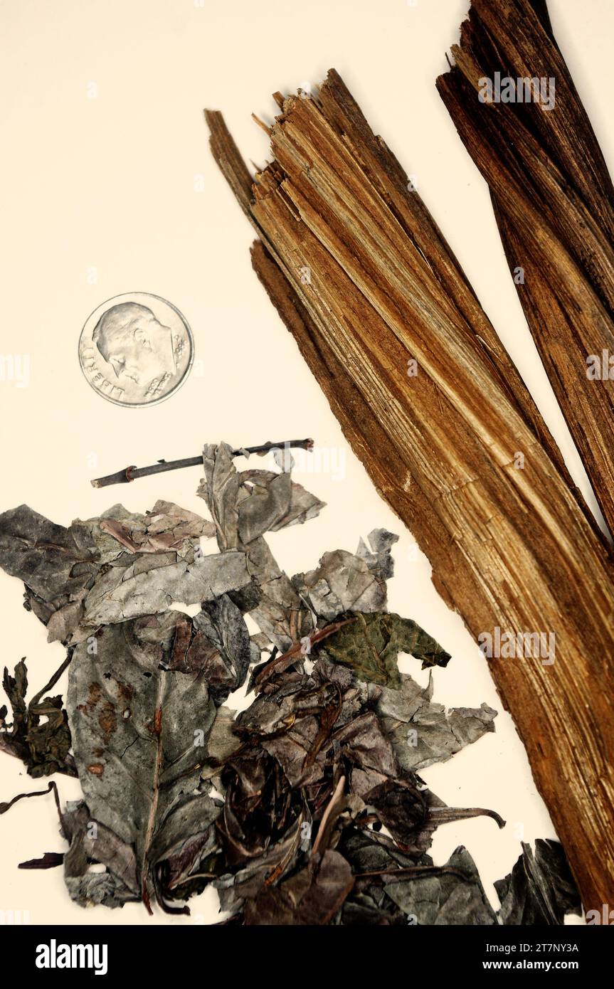 Ayahuasca - caapi vine and Psychotria viridis leaves Stock Photo - Alamy