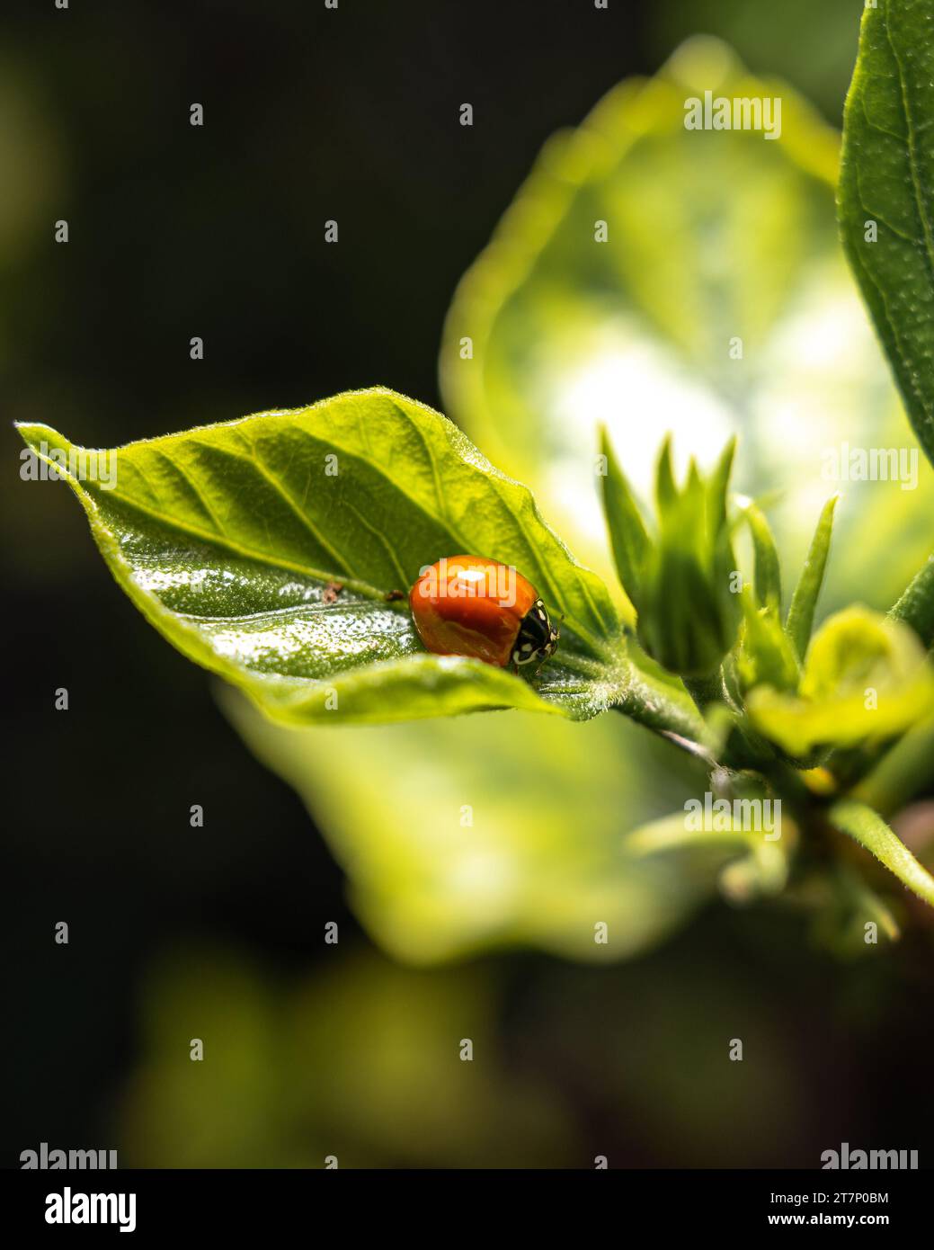 Insects on leaves hi-res stock photography and images - Alamy
