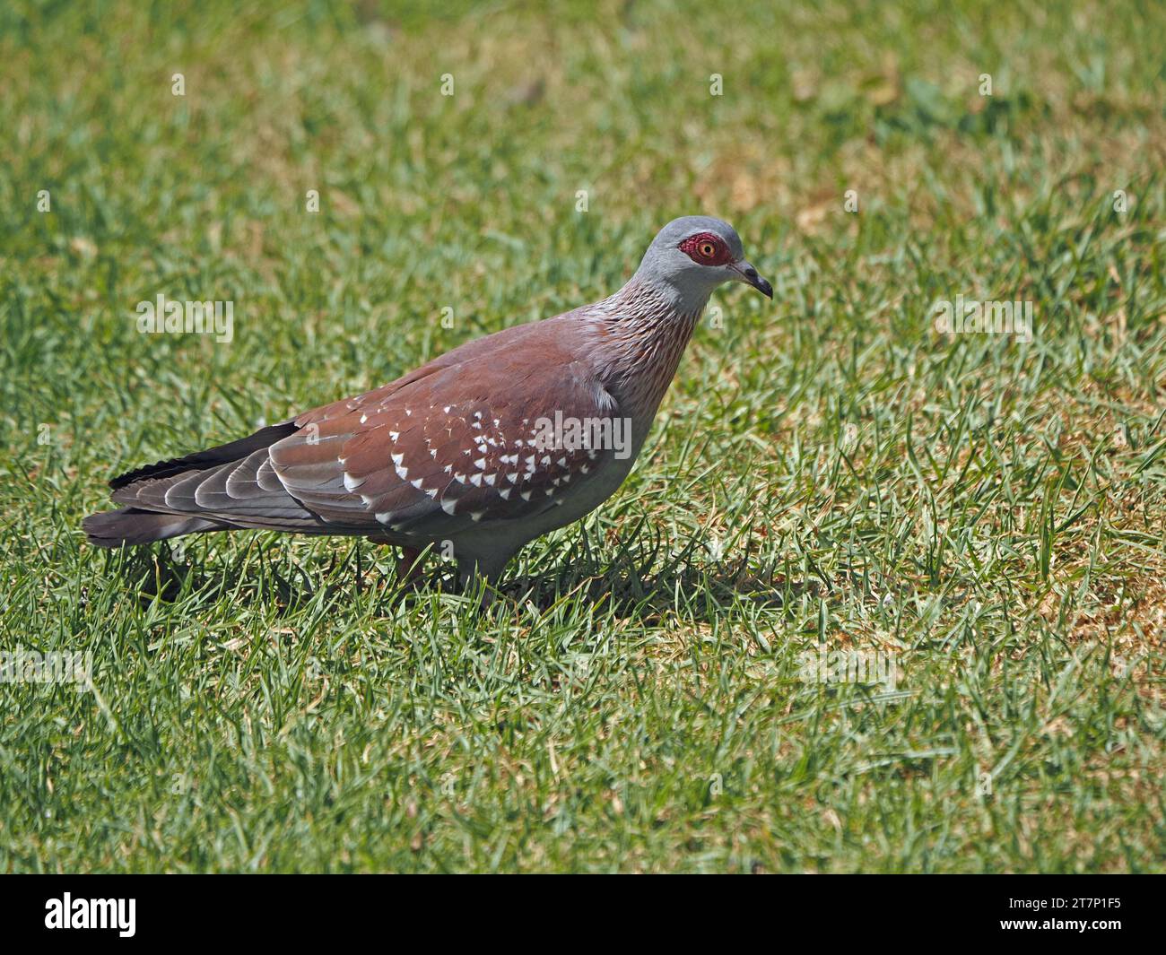 African rock pigeon hi-res stock photography and images - Alamy