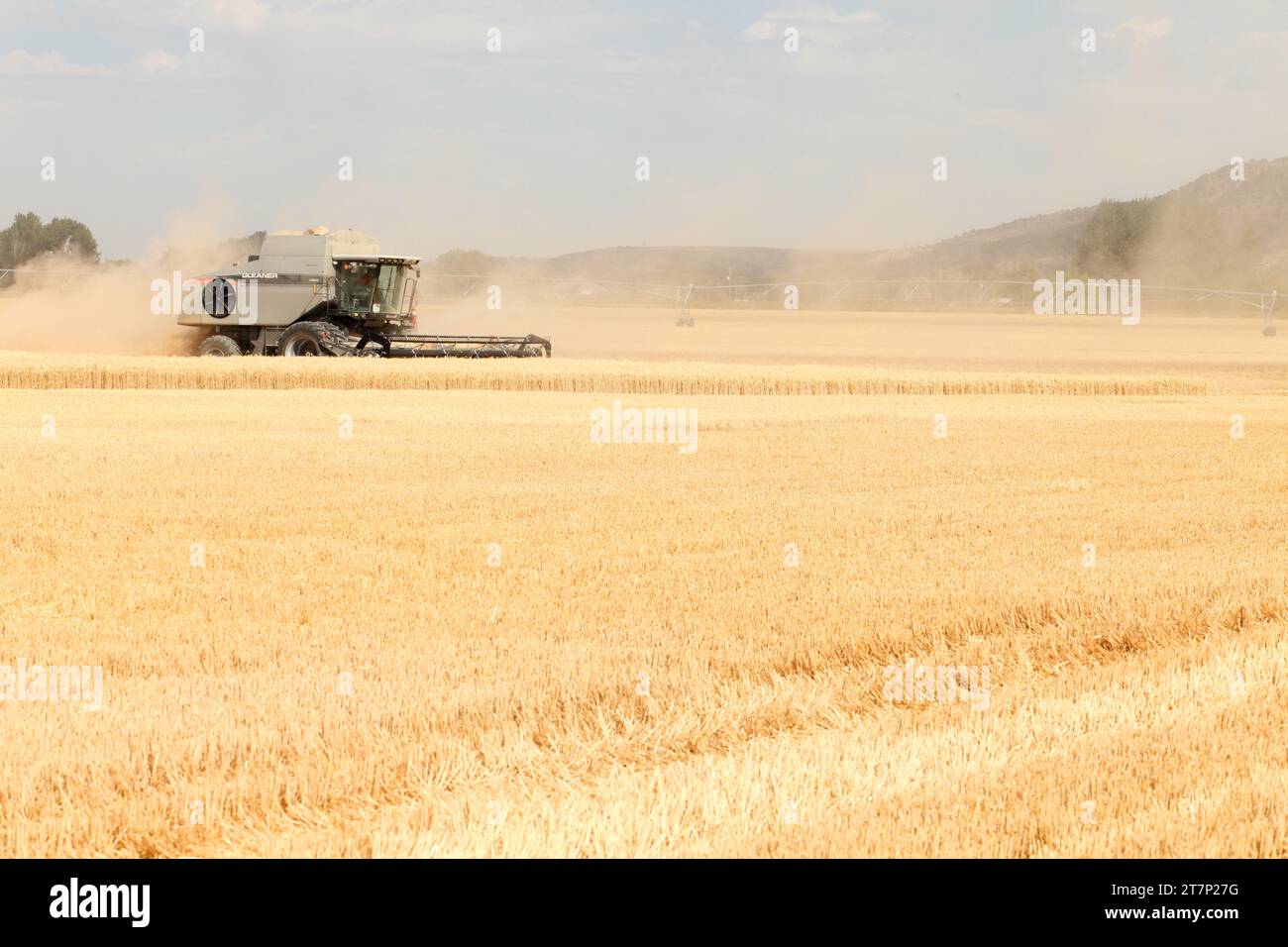 An agricultural combine harvesting ripe hard red wheat in the fertile ...
