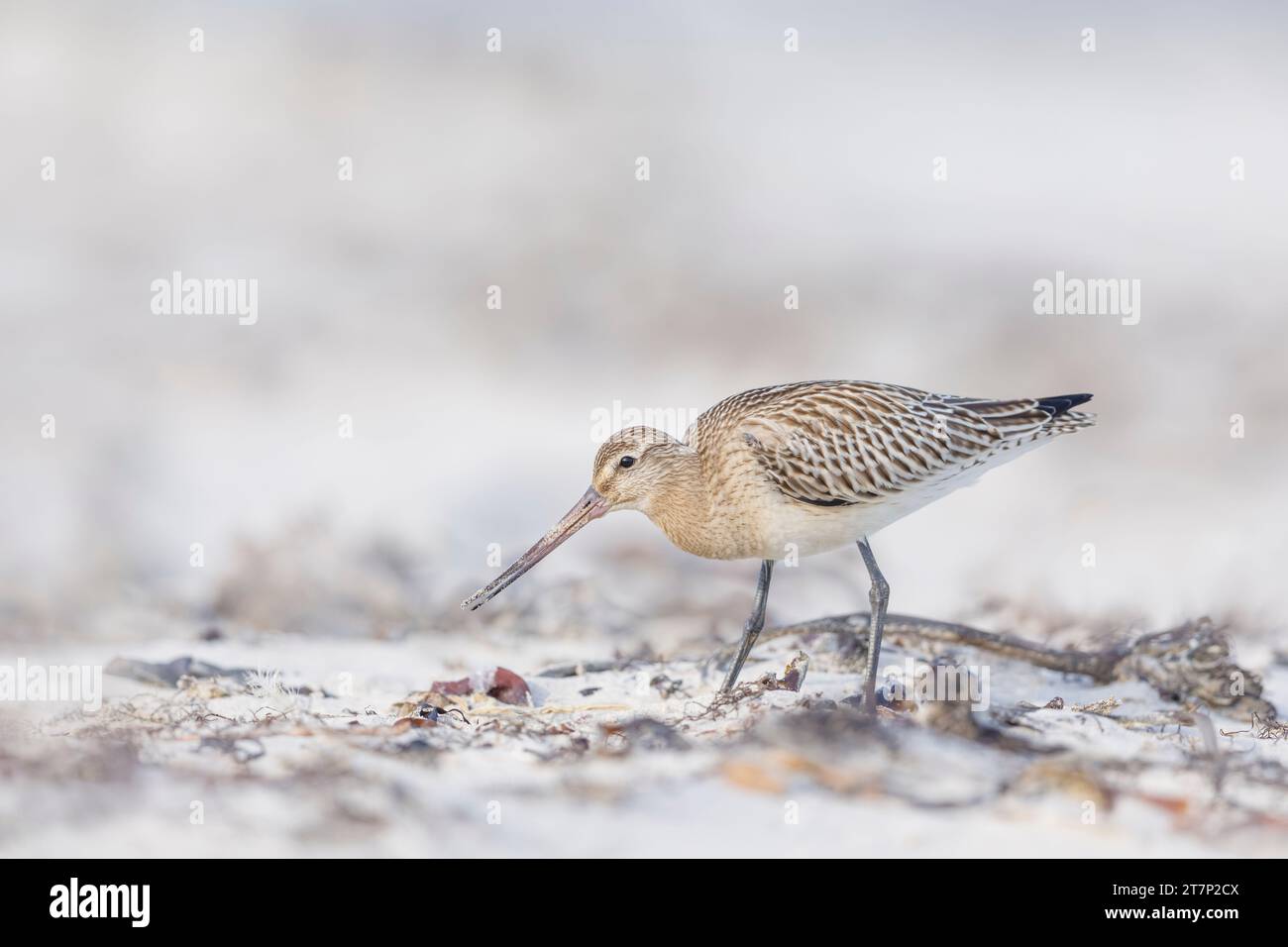 Bar-tailed Godwit, Limosa lapponica Stock Photo - Alamy