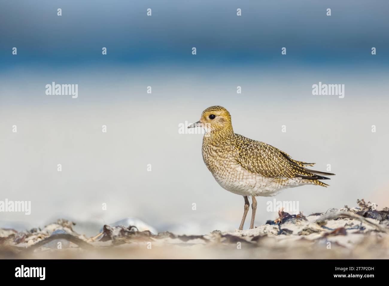 European golden plover breeding plumage portrait hi-res stock ...