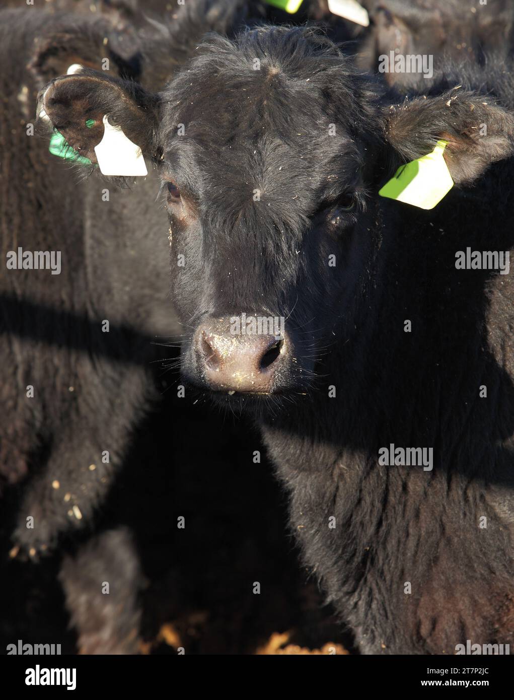 A close-up of the head of a Black Angus cow in a feedlot Stock Photo ...