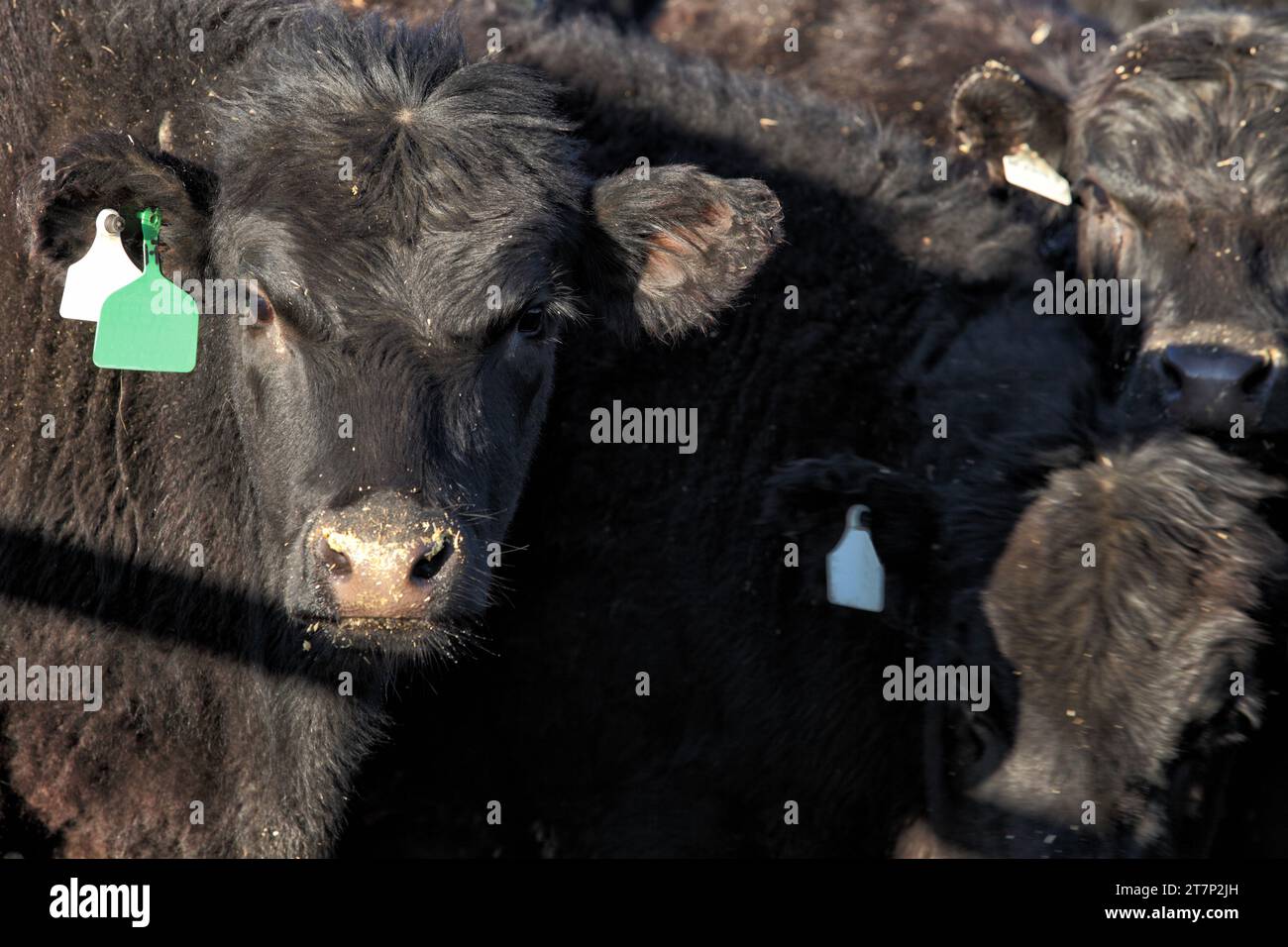 Black Angus cattle crowded together in a feedlot operation Stock Photo ...