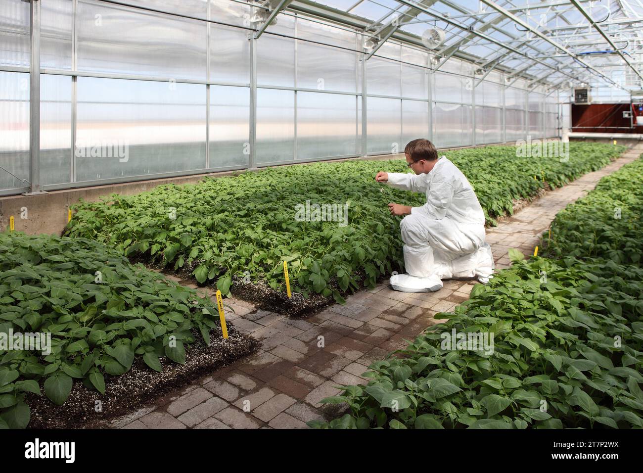 A horticultural scientist in a Tyvek suit, inspects recording equipment ...
