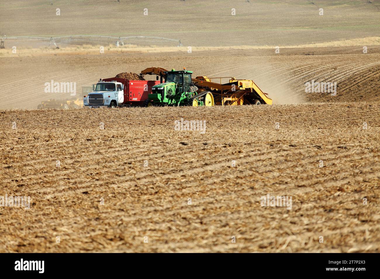 Farmers and field hands use farm machinery harvesting potatoes in the ...