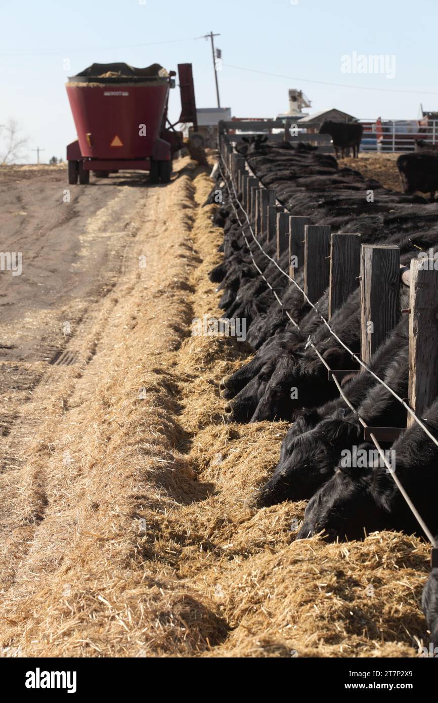 A herd of Black Angus cattle in a feedlot Stock Photo - Alamy