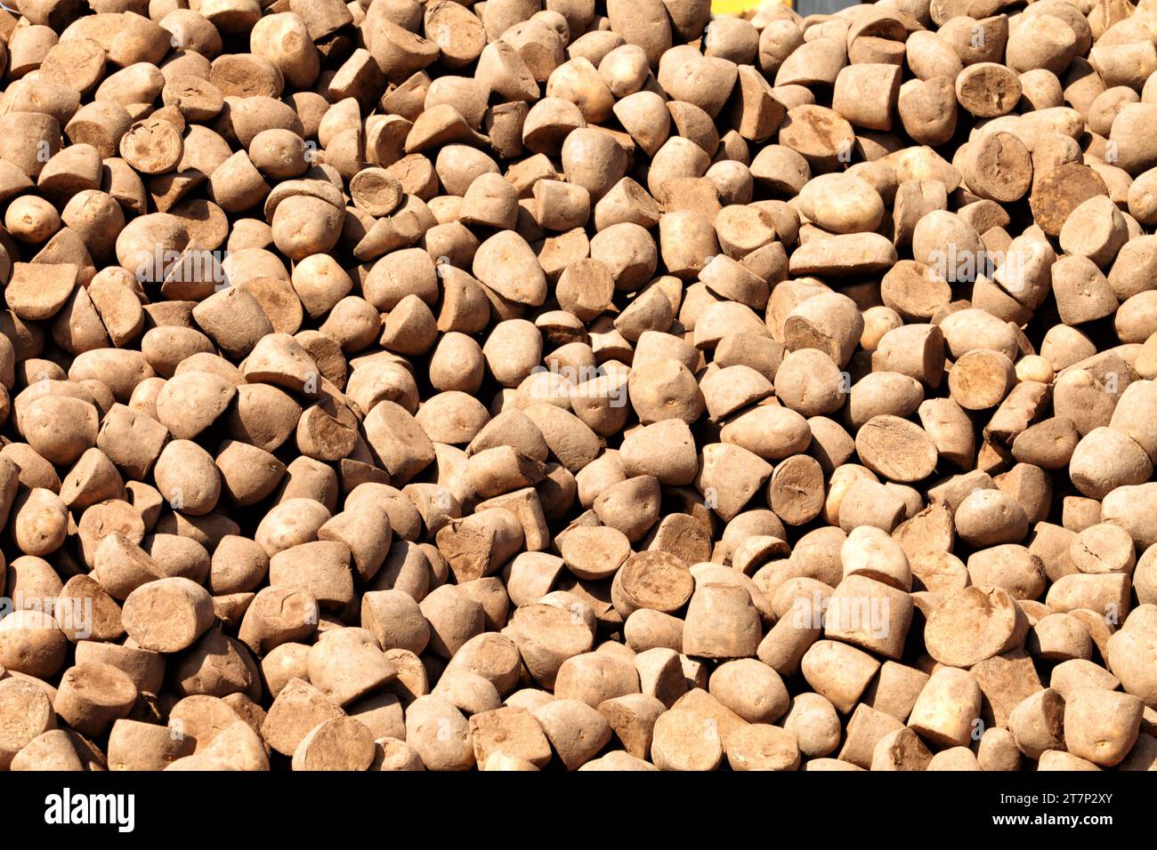 Cut potato seed ready to load into a potato harvester, to be planted in ...