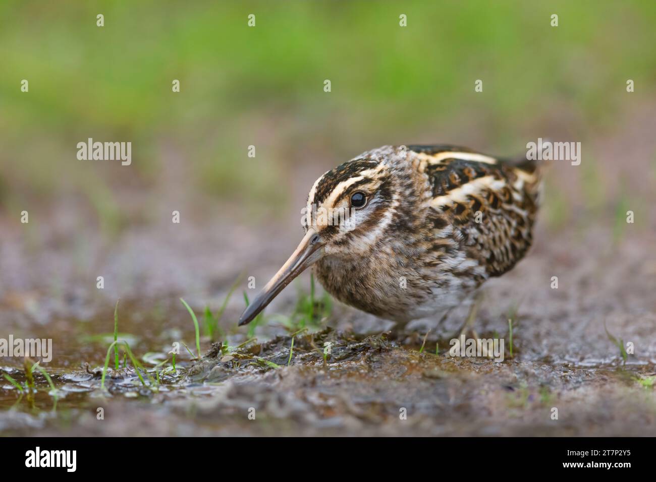 Jack Snipe, Lymnocryptes minimus Stock Photo - Alamy