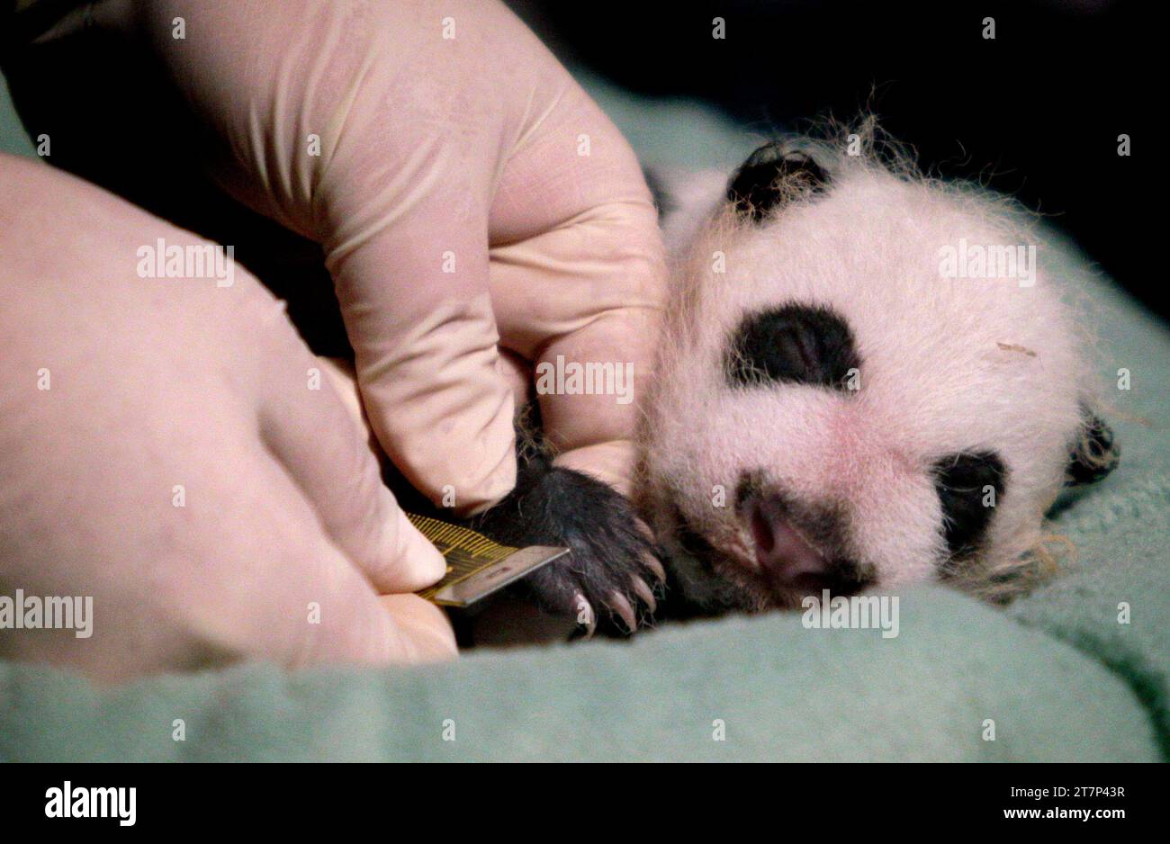 FILE - A baby giant panda born Nov. 3, 2010, has his paw measured by Dr ...