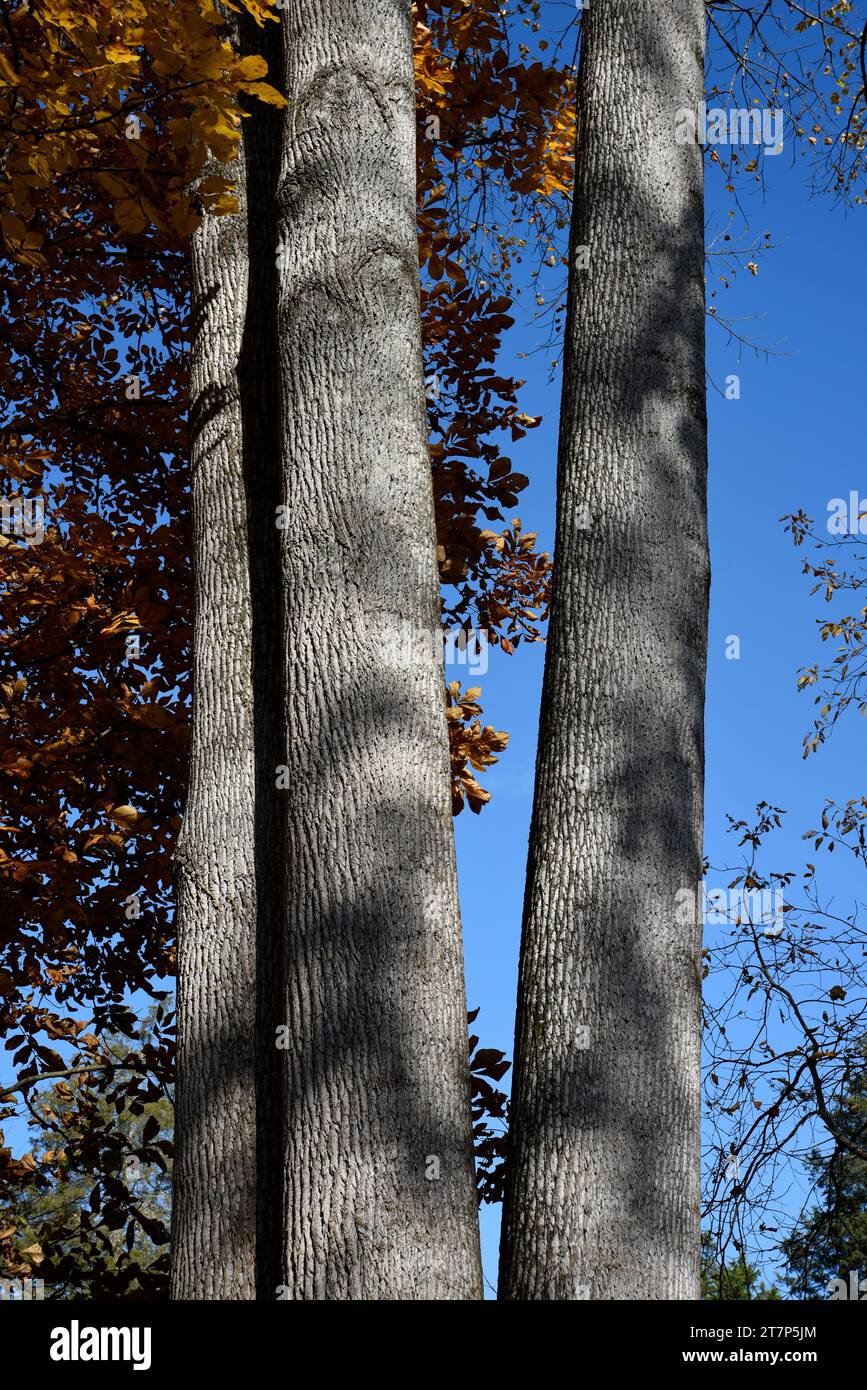 Colorful autumn leaves on trees in a woodlands in Southwest Virginia ...
