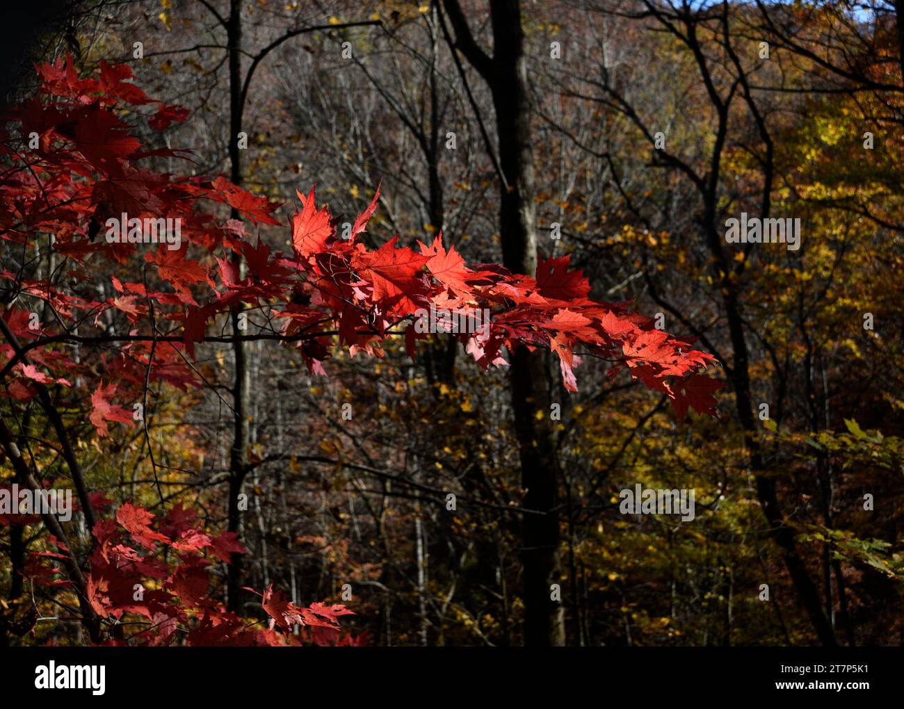 Colorful autumn leaves on trees in a woodlands in Southwest Virginia ...