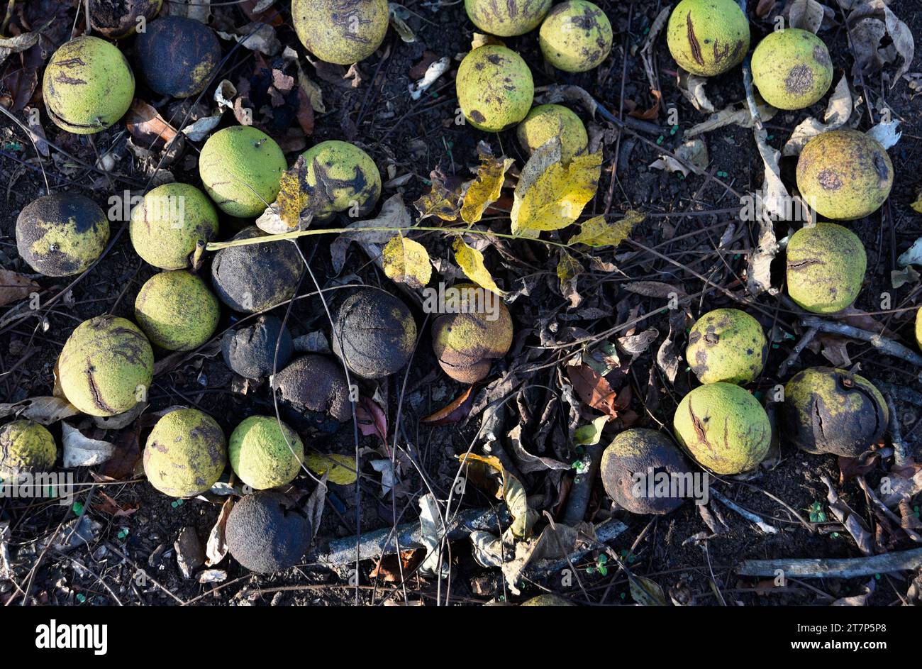 Nuts litter the ground around a black walnut tree in Southwest Virginia ...