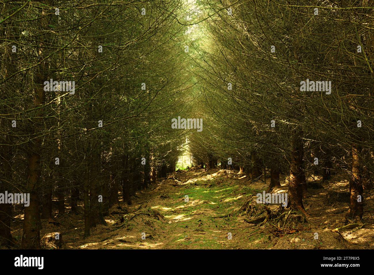 Irish forest trees hi-res stock photography and images - Alamy