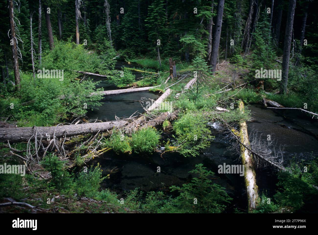 Rogue Wild and Scenic River upstream from Hamaker Campground, Rogue ...