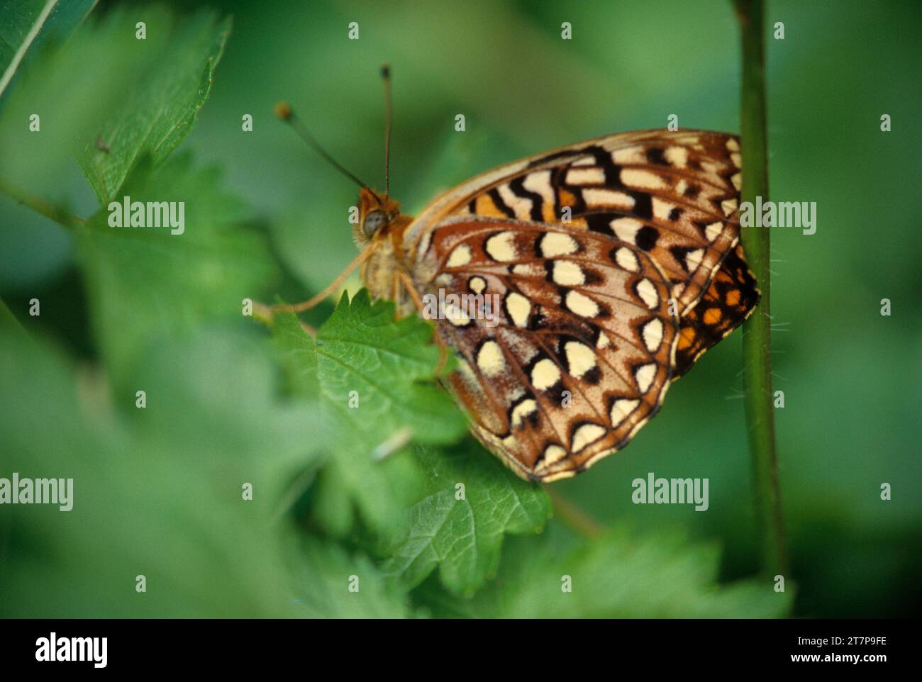 Yamsey mountain semi primitive area hi-res stock photography and images ...