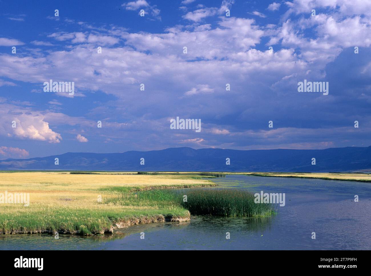 Wildlife ana hi-res stock photography and images - Alamy